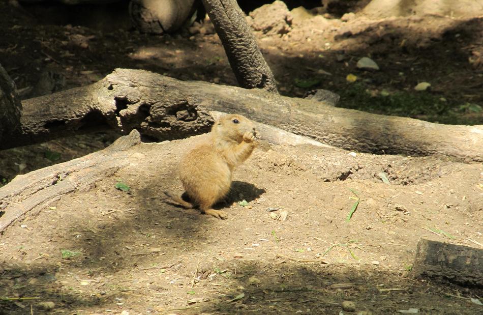 Prairie Dog Portrait Close Up free image download