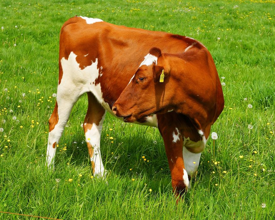 Cow Red Colored Beef free image download