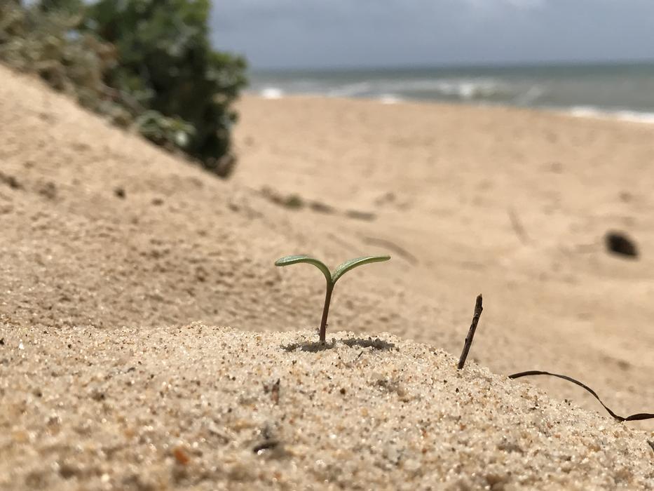 Beach Live Sea free image download