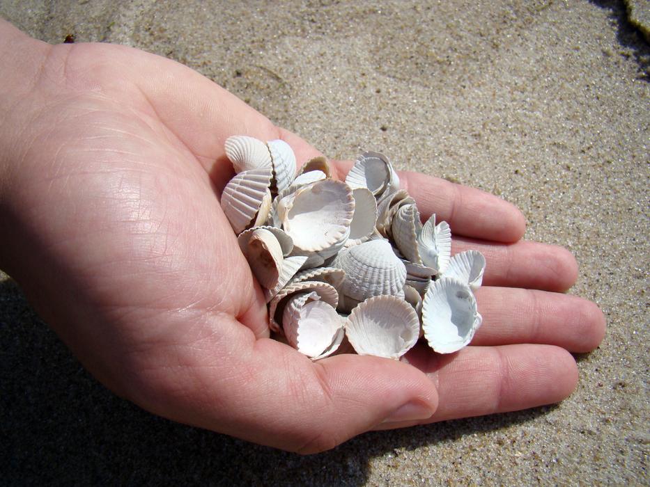 Shells Hand Sea free image download
