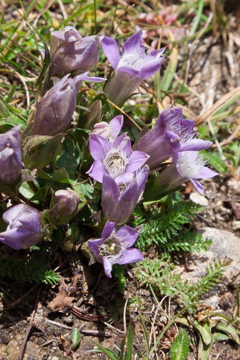 Gentian Gentiana Alpine free image download
