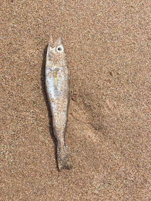 Fish Beach free image download
