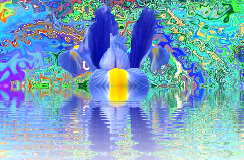 Iris blossom bloom flower effect free image download