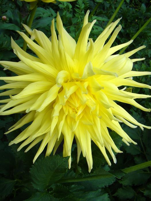 Flower Large Yellow free image download