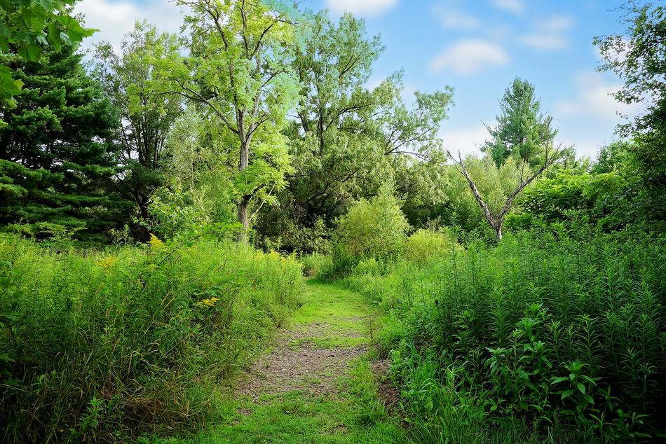 Path Nature Landscape free image download