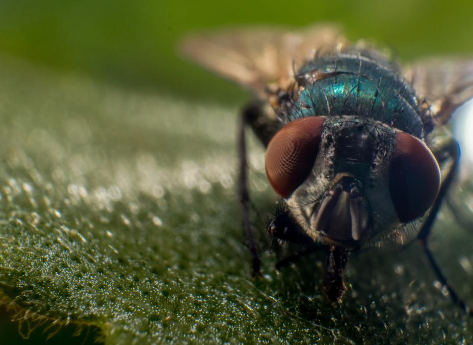 Fly Macro Nature free image download