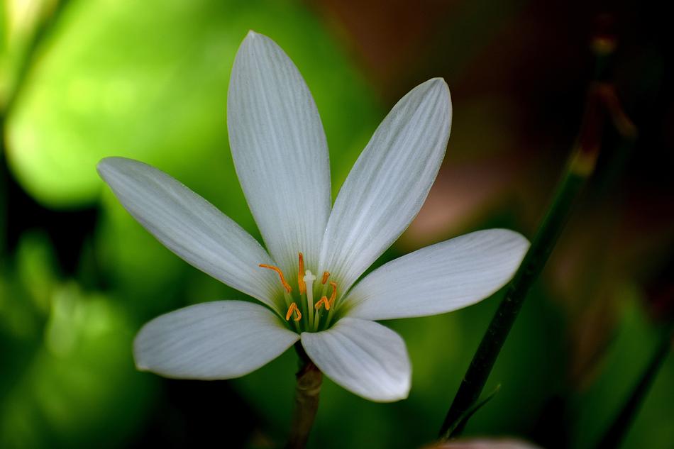 White Flowers Nature free image download