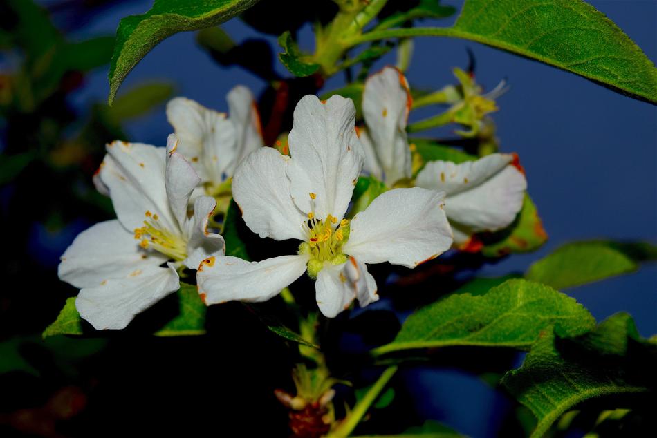 Flower White Color free image download