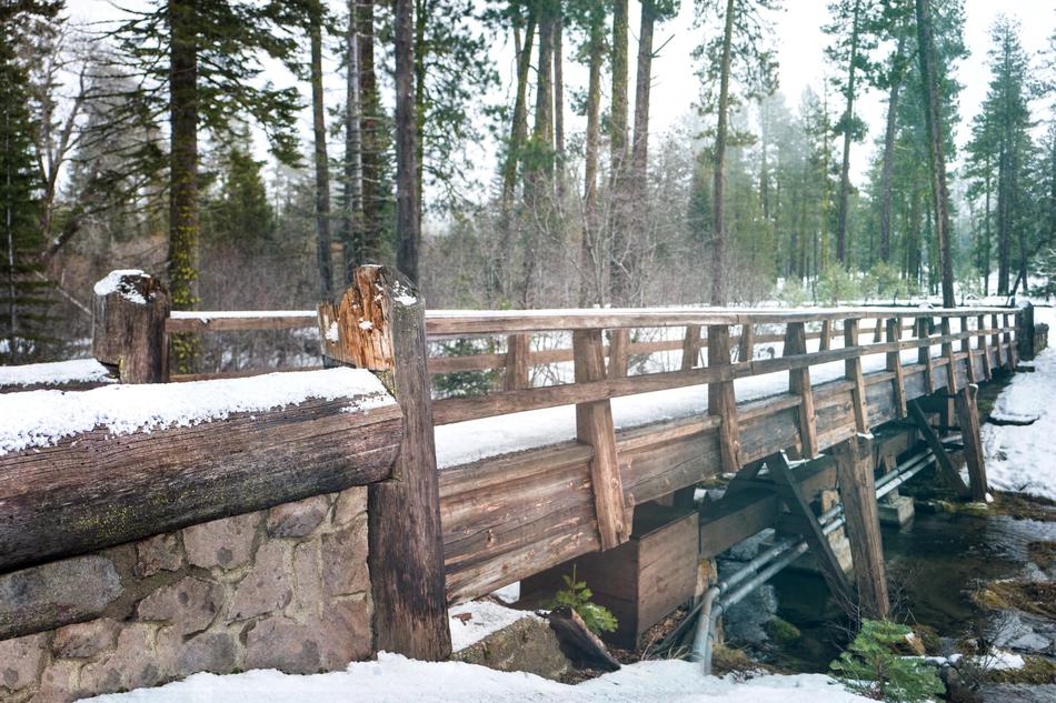 Trees Plant Bridge free image download