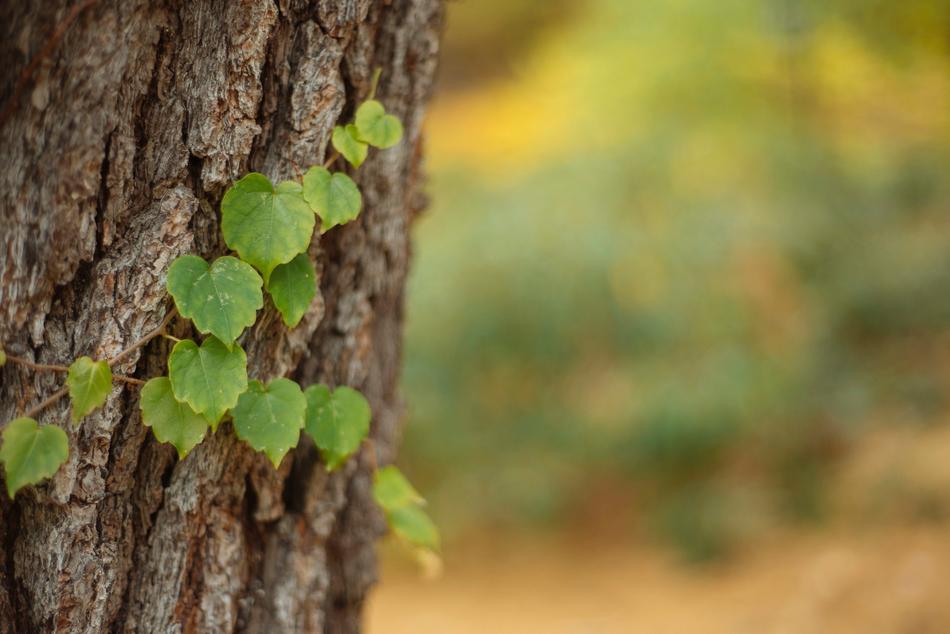 Tree Wood Leaf free image download
