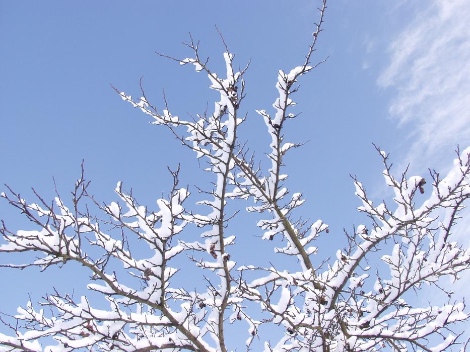 Snow Branch Tree Winter free image download