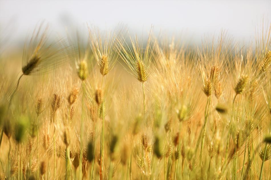 Barley Field Landscape Nature free image download