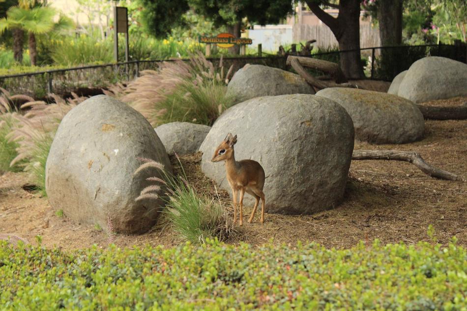 Animal Deer Rocks free image download