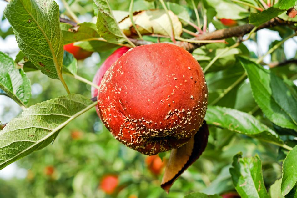 Apple Fruit Lazy free image download