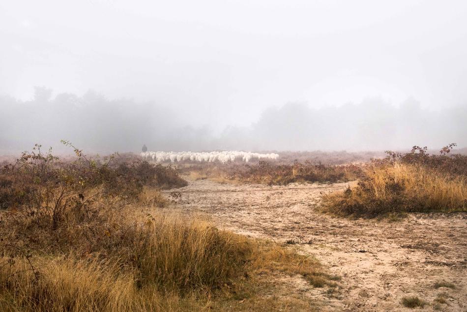 Sheep Field Forest free image download