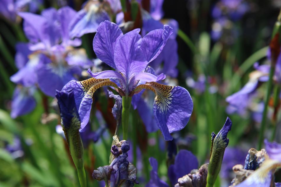 Iris Blue Purple free image download