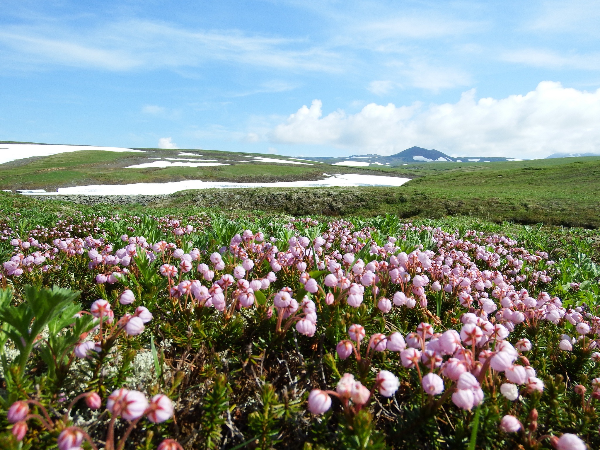 Creek Mountain Plateau Flowers free image download