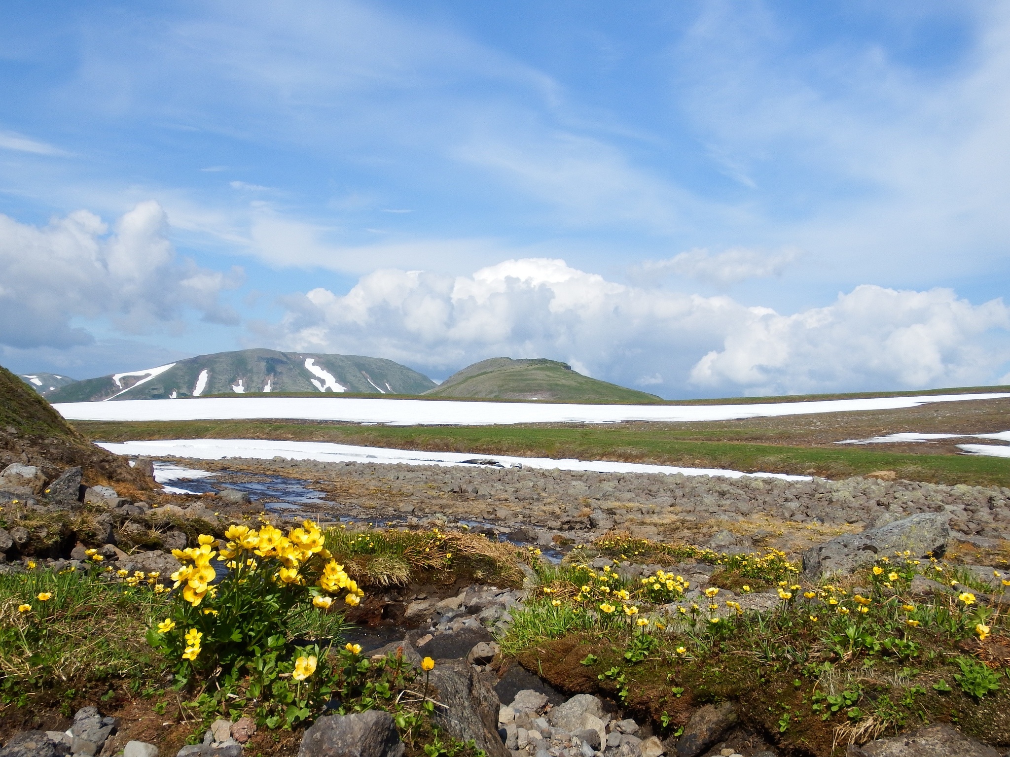 Creek Mountain Plateau Flowers free image download