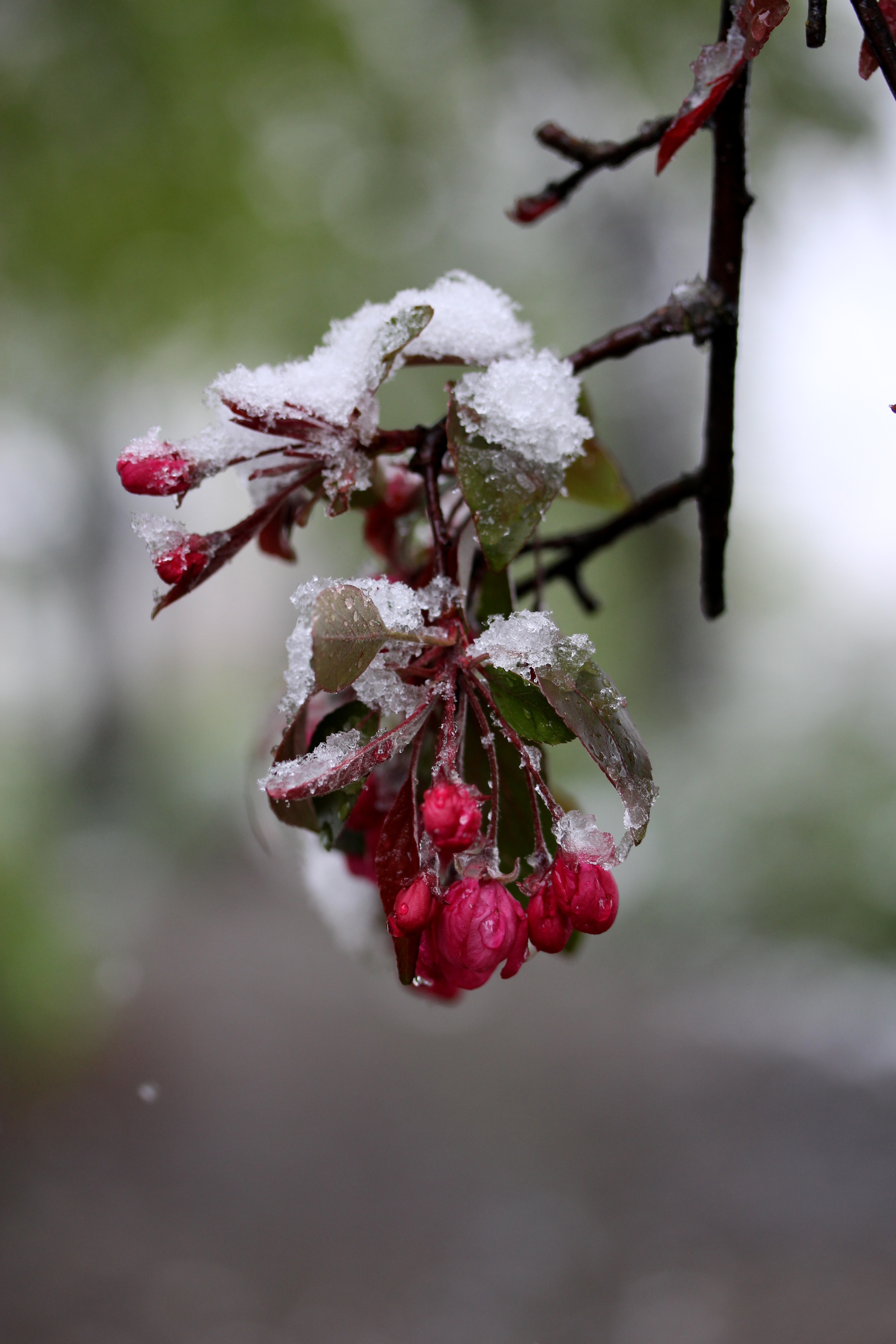 Flower Snow Frozen free image download