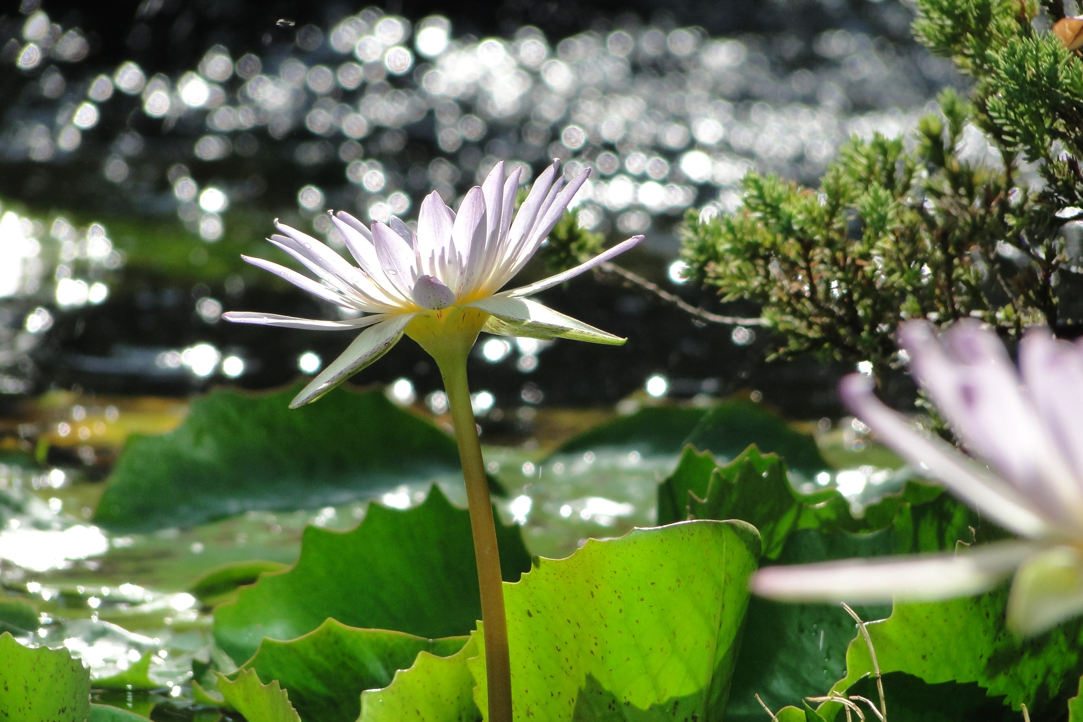 Nymphaea Alba Flower 綻 free image download