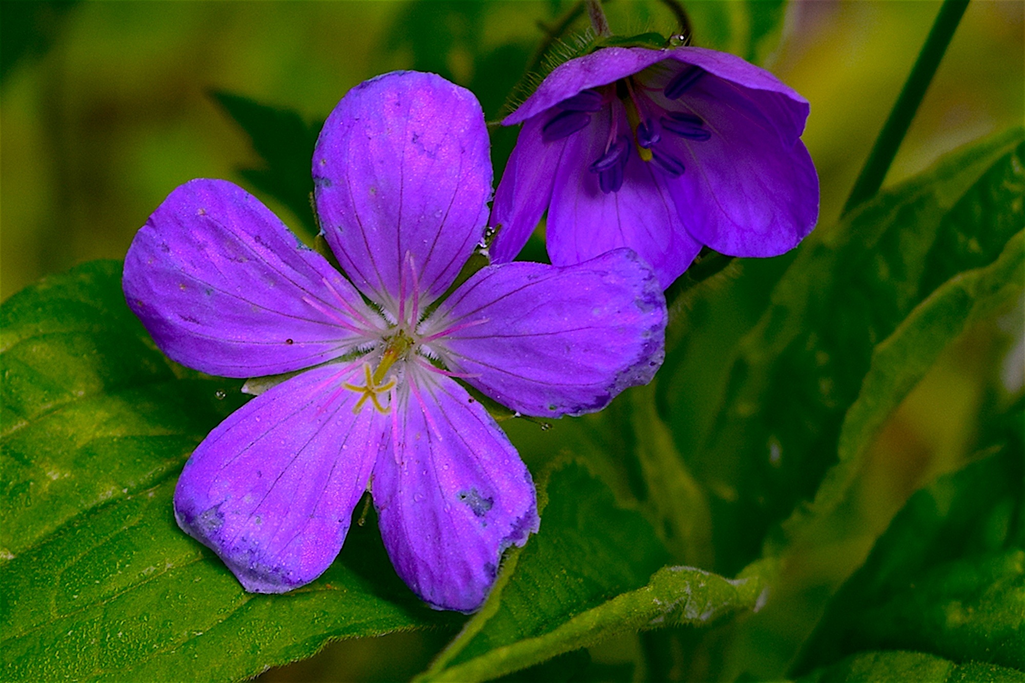 Flower Purple Nature free image download