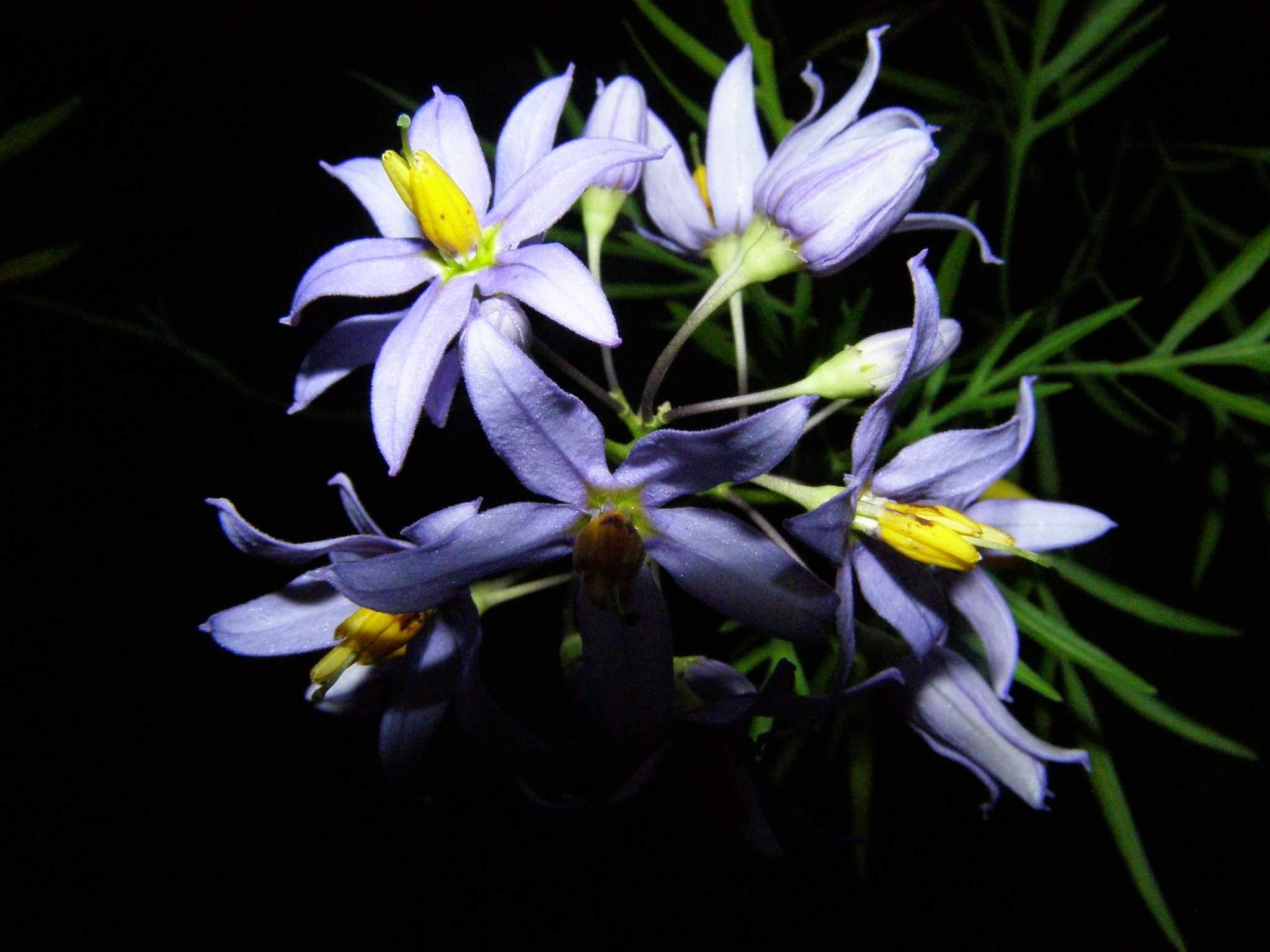 Flower Garden Nature free image download