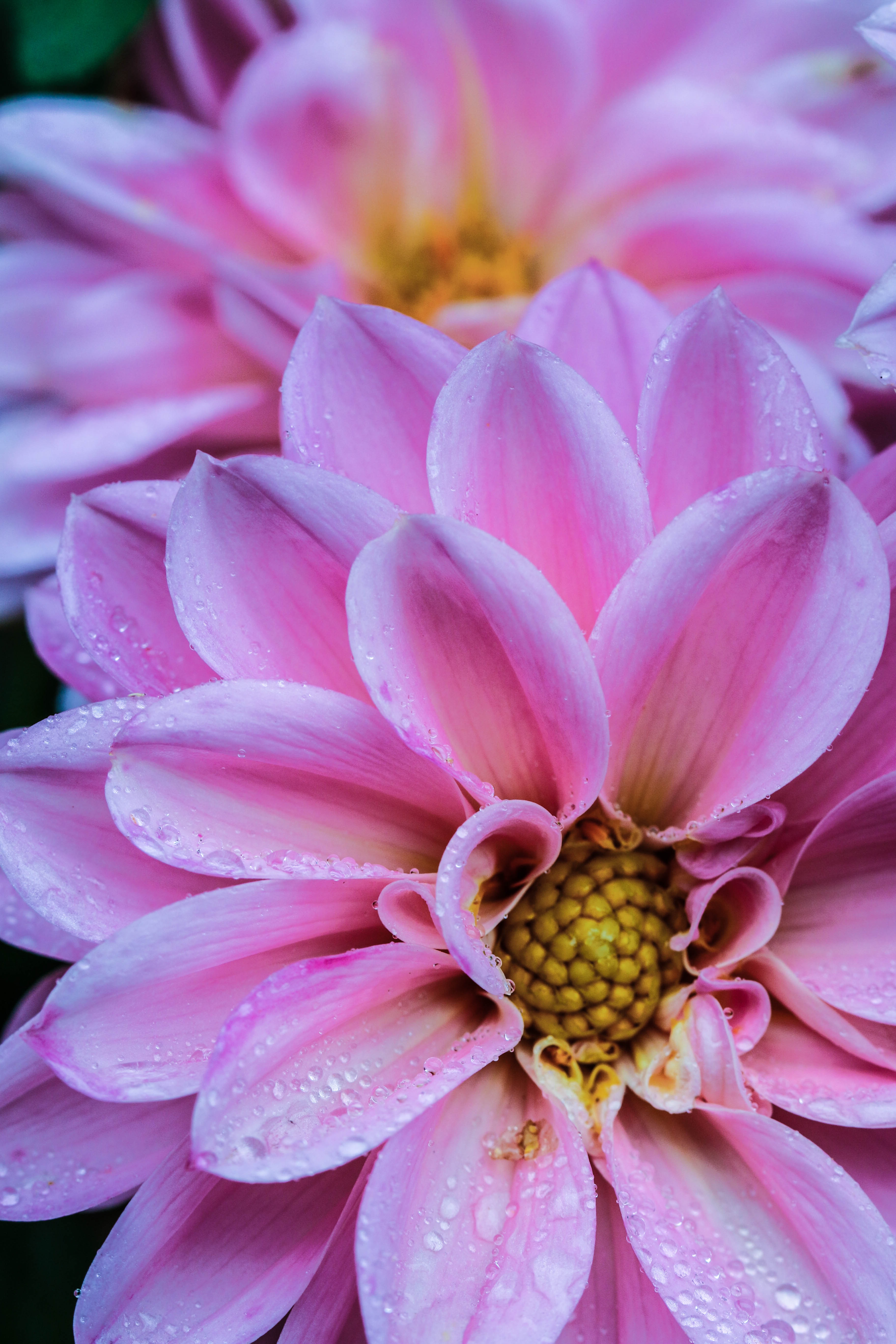Pink Flower Garden free image download