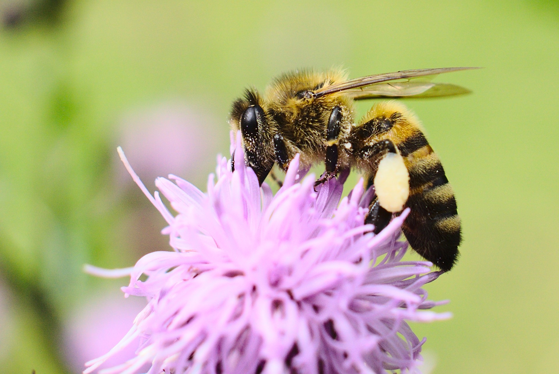 Bee Flower Spring free image download