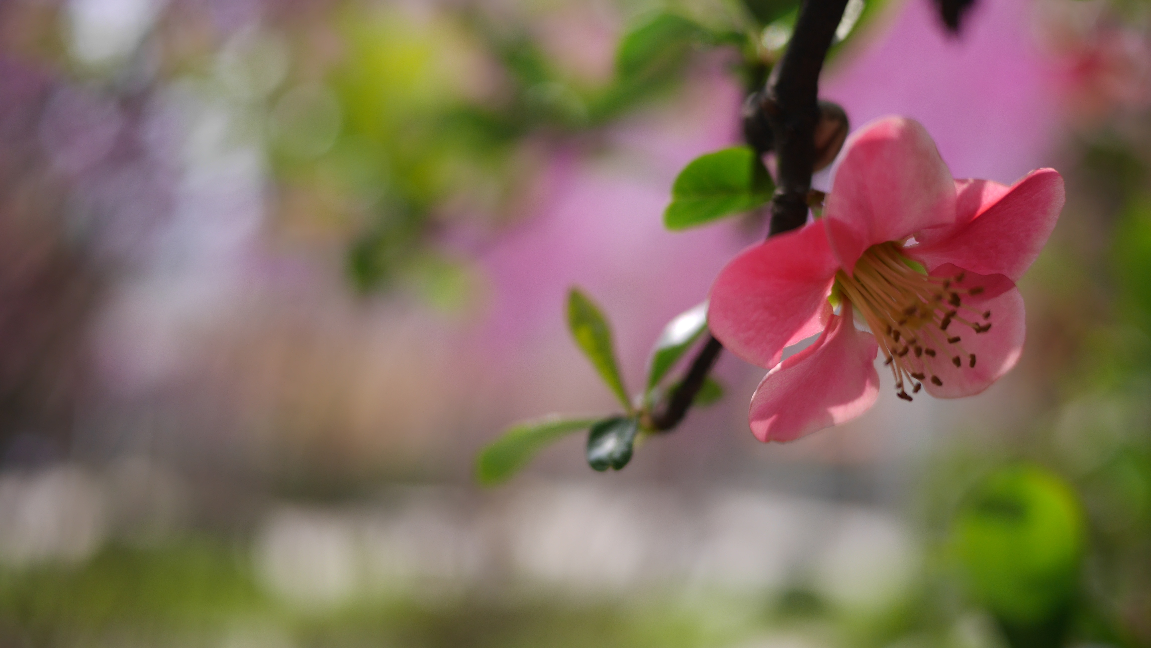 Spring Flower free image download