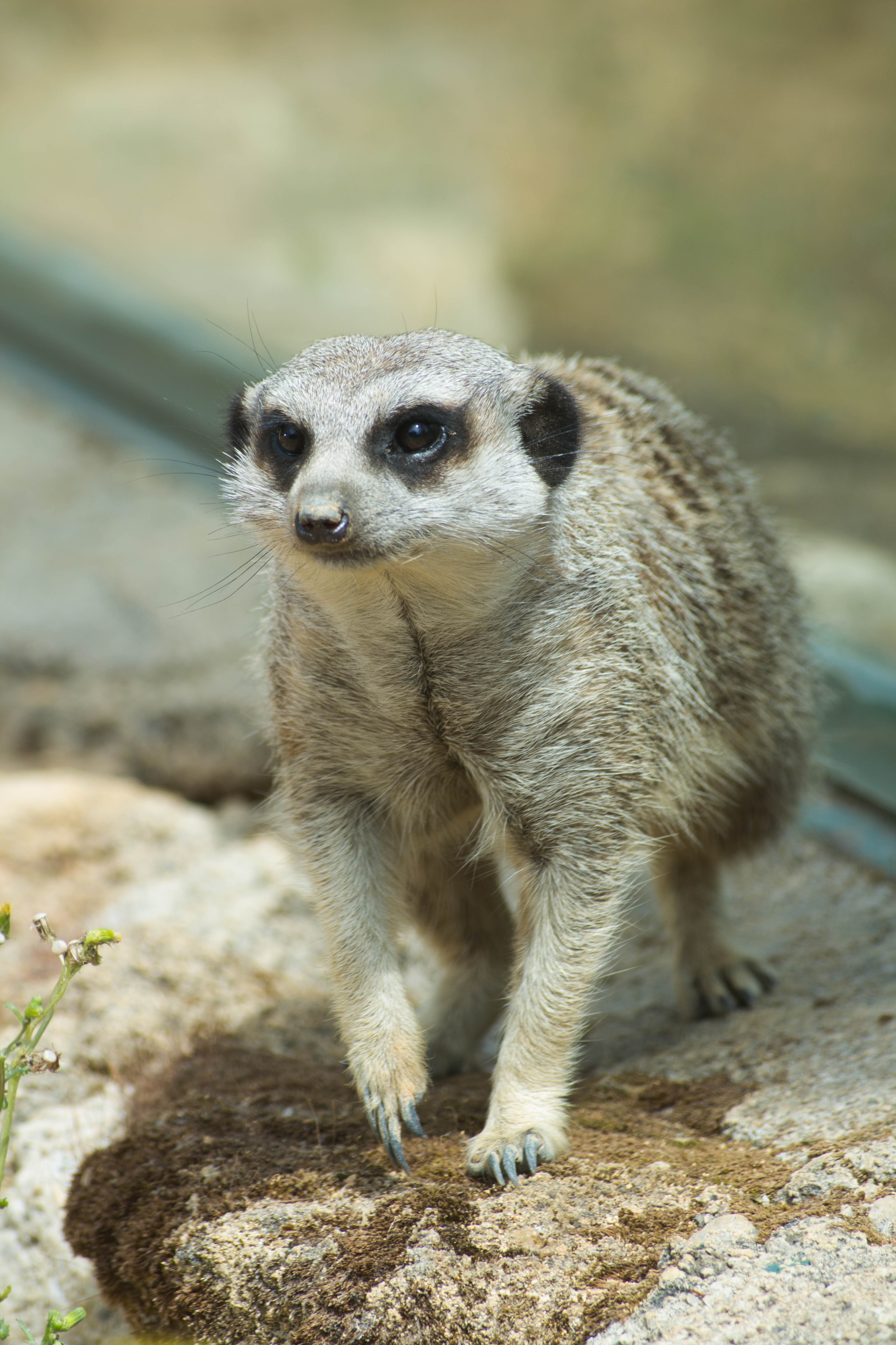Meerkat Zoo Animals free image download