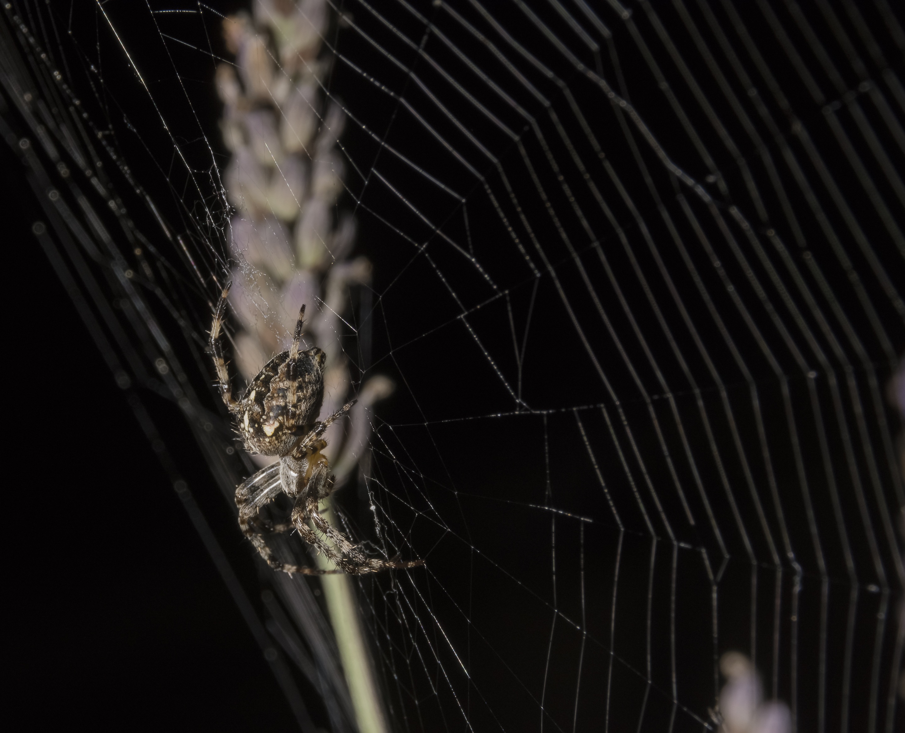 Spider Orb Web free image download