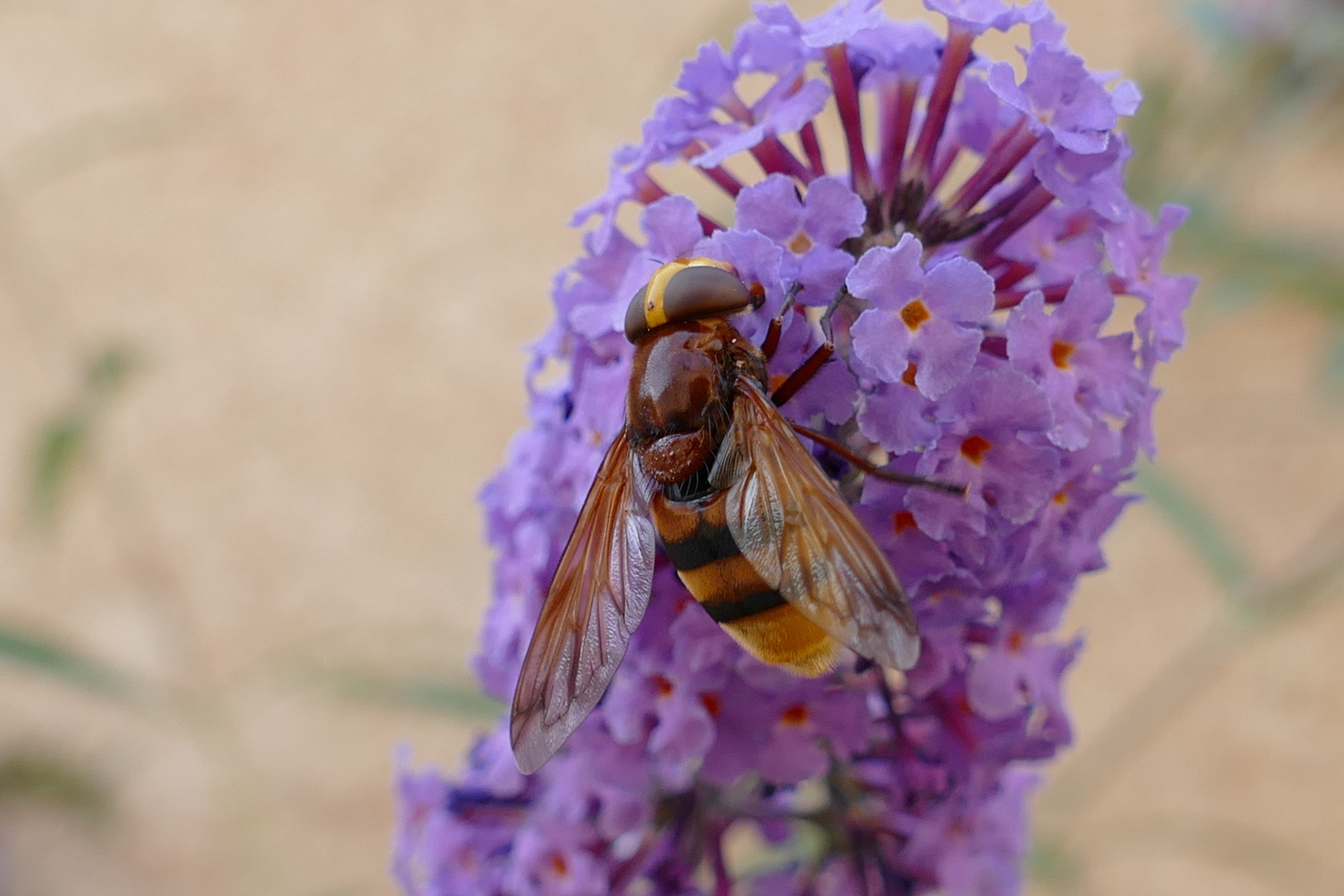 Bee Bug Nectar free image download