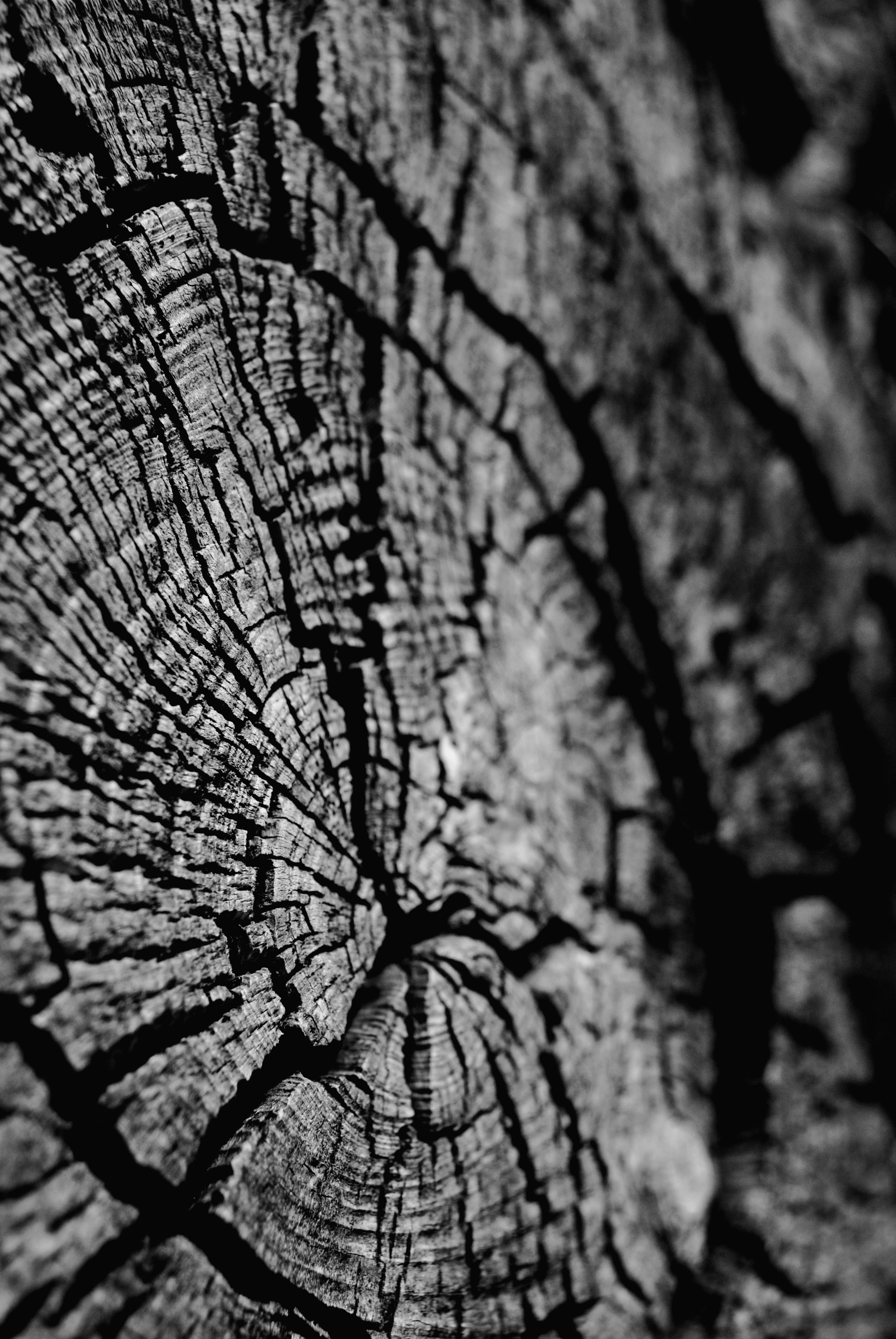 Wooden log free image download