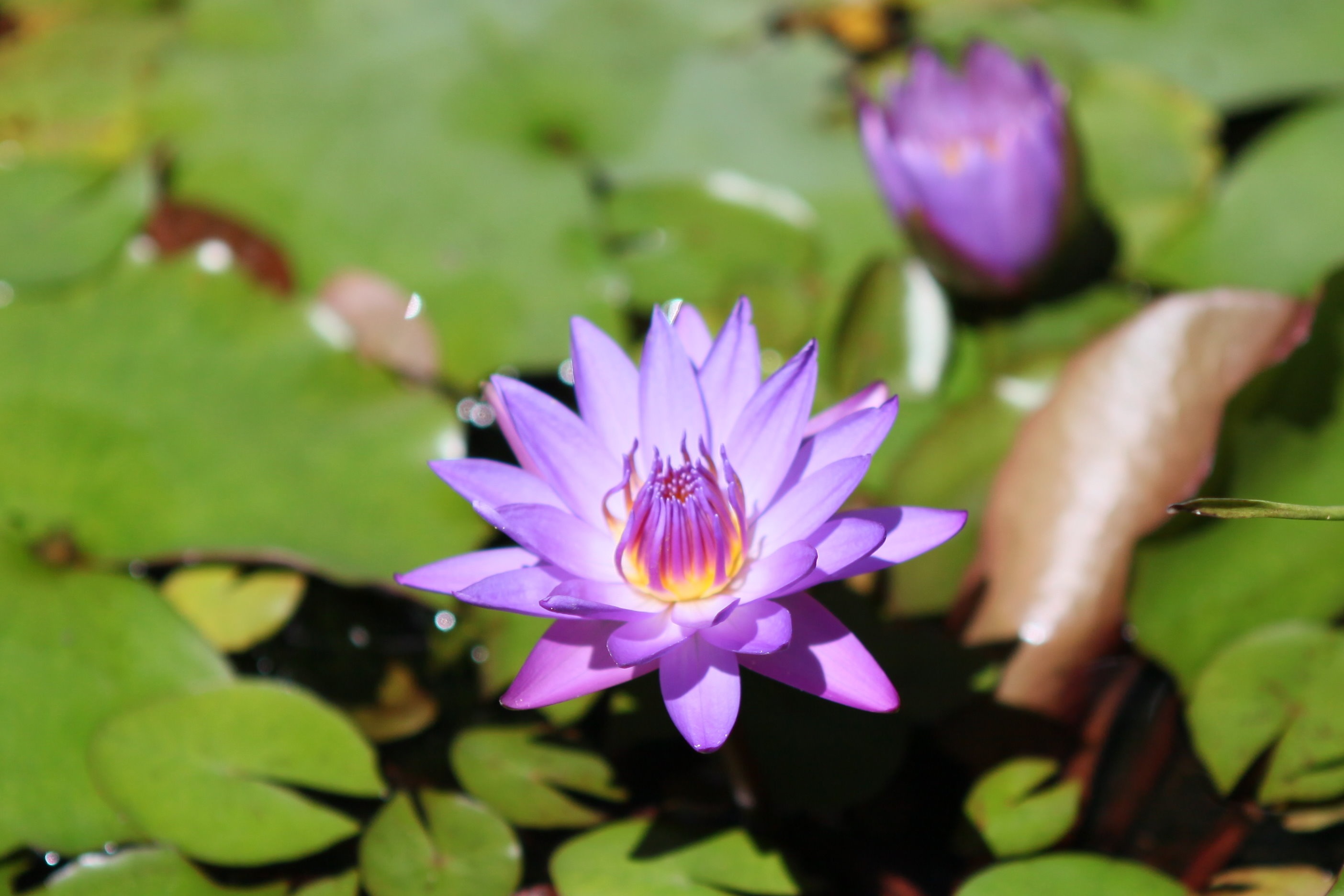 Lotus Water free image download