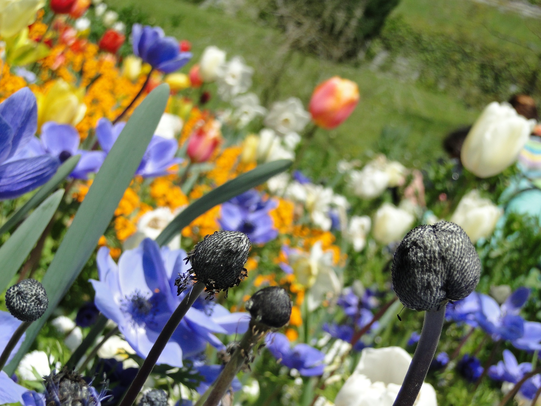 Spring Flowers Flower free image download