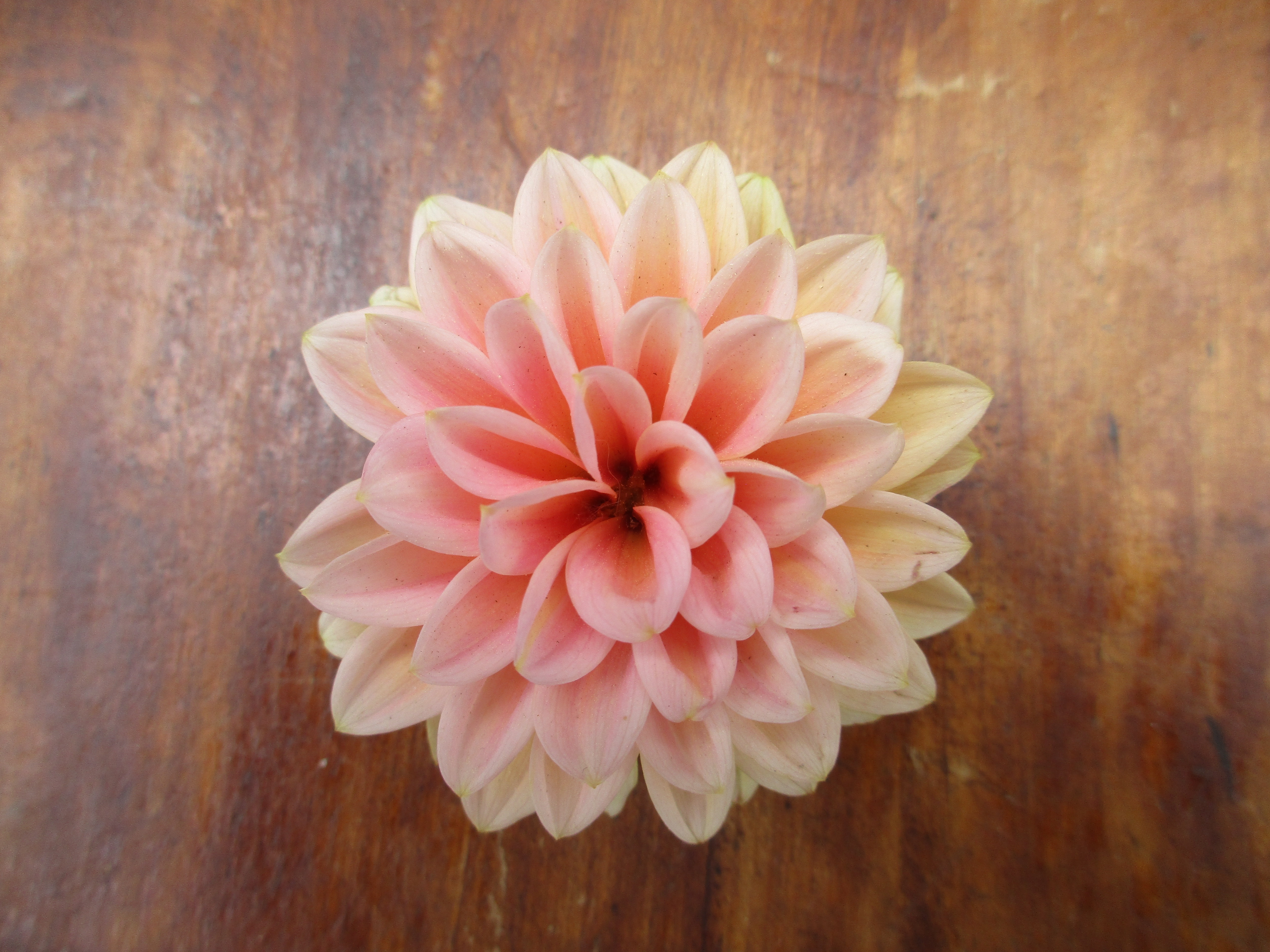 Georgina Pink Flower free image download