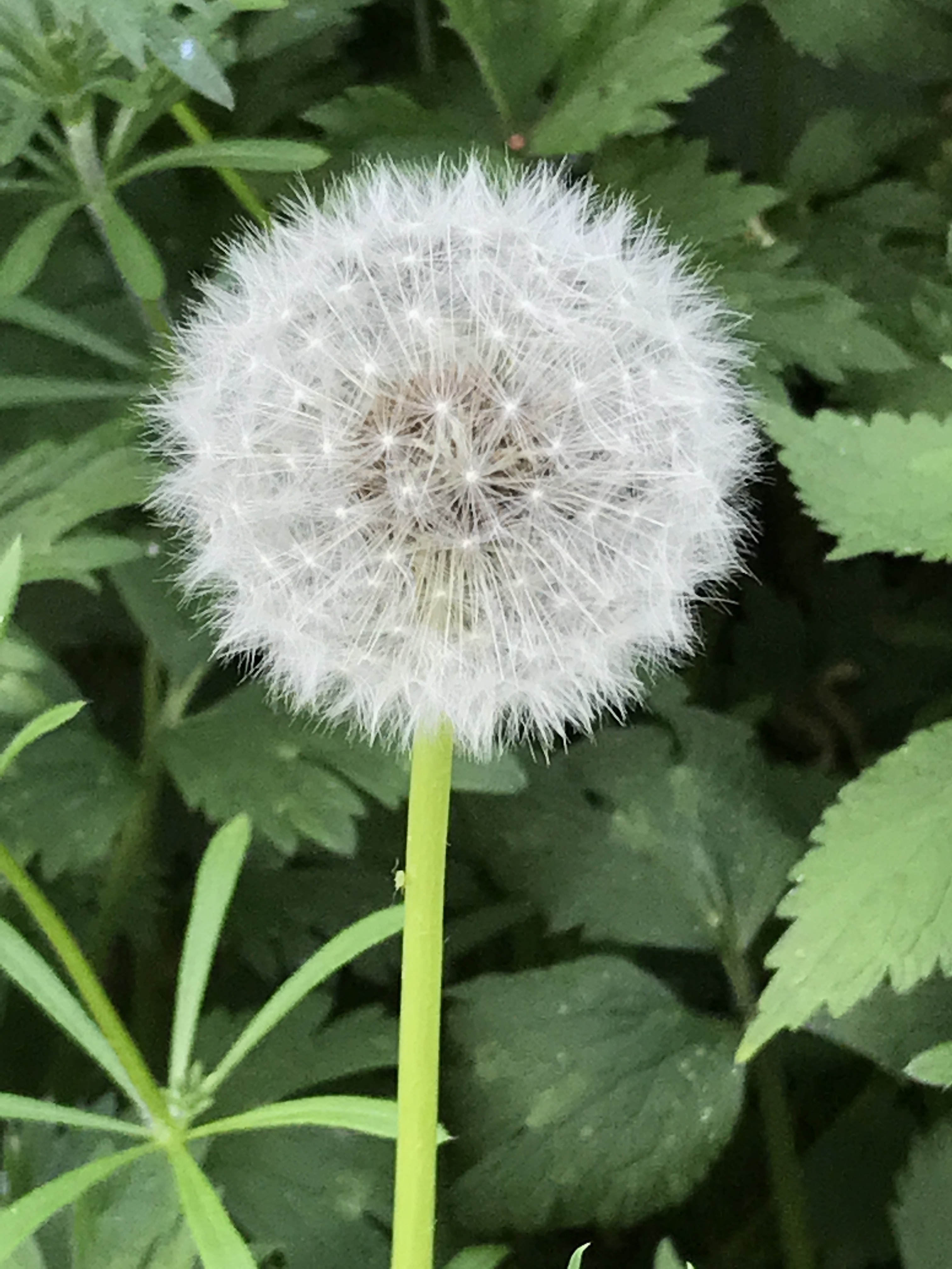 Dandelion Wishes Spring free image download