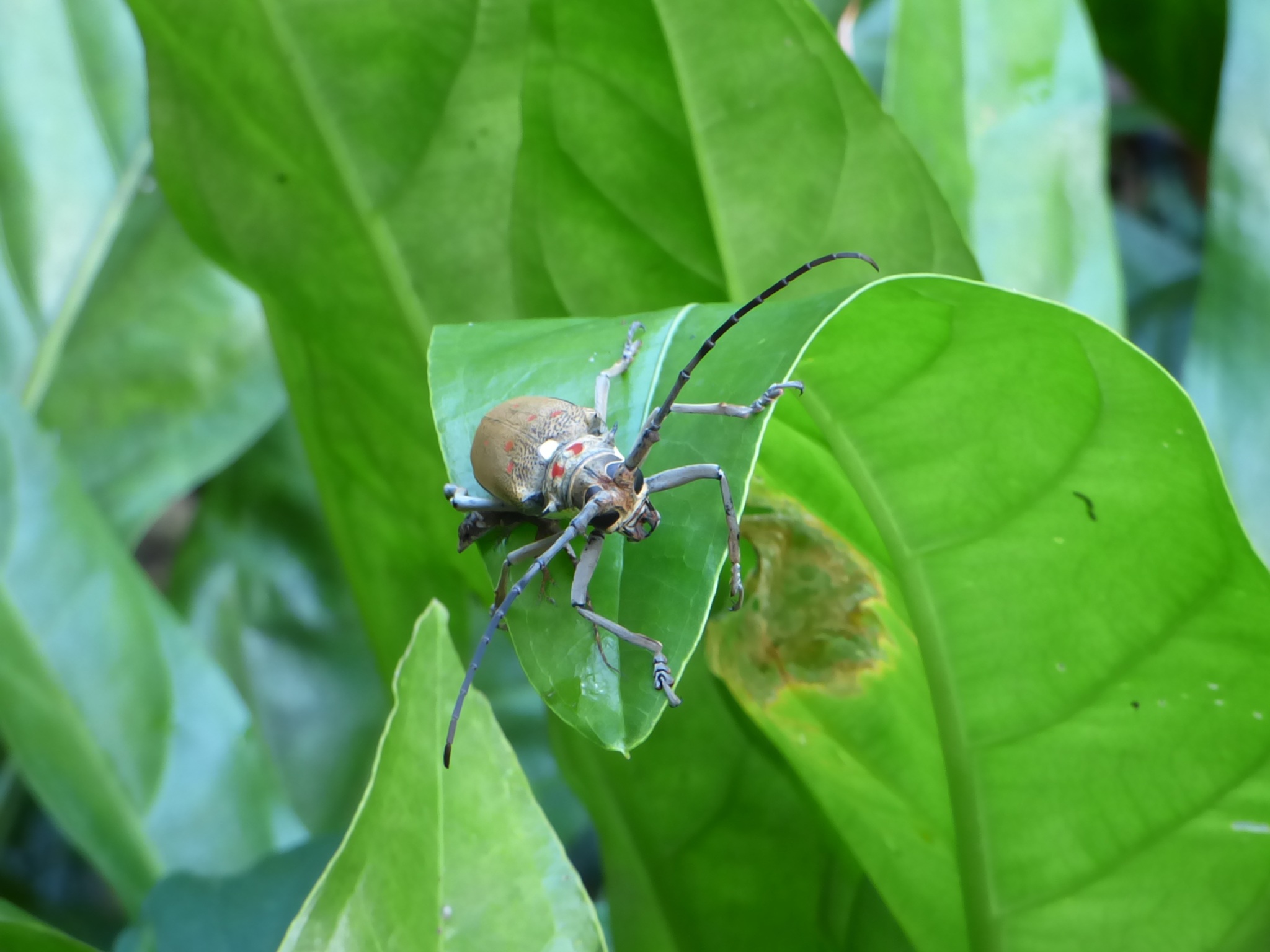 Bug Tropical Forest free image download