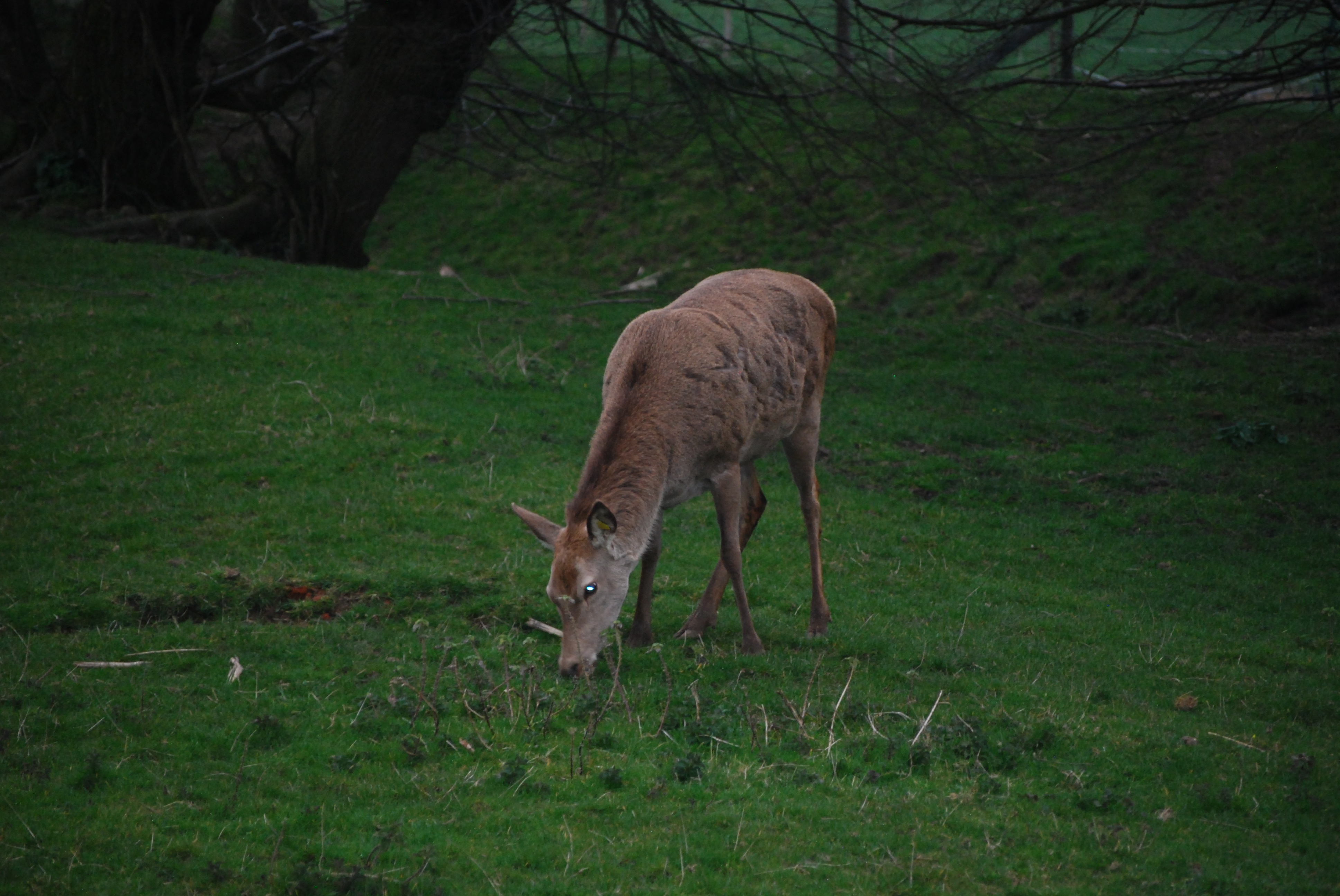 Nature Biche Animals Wild free image download