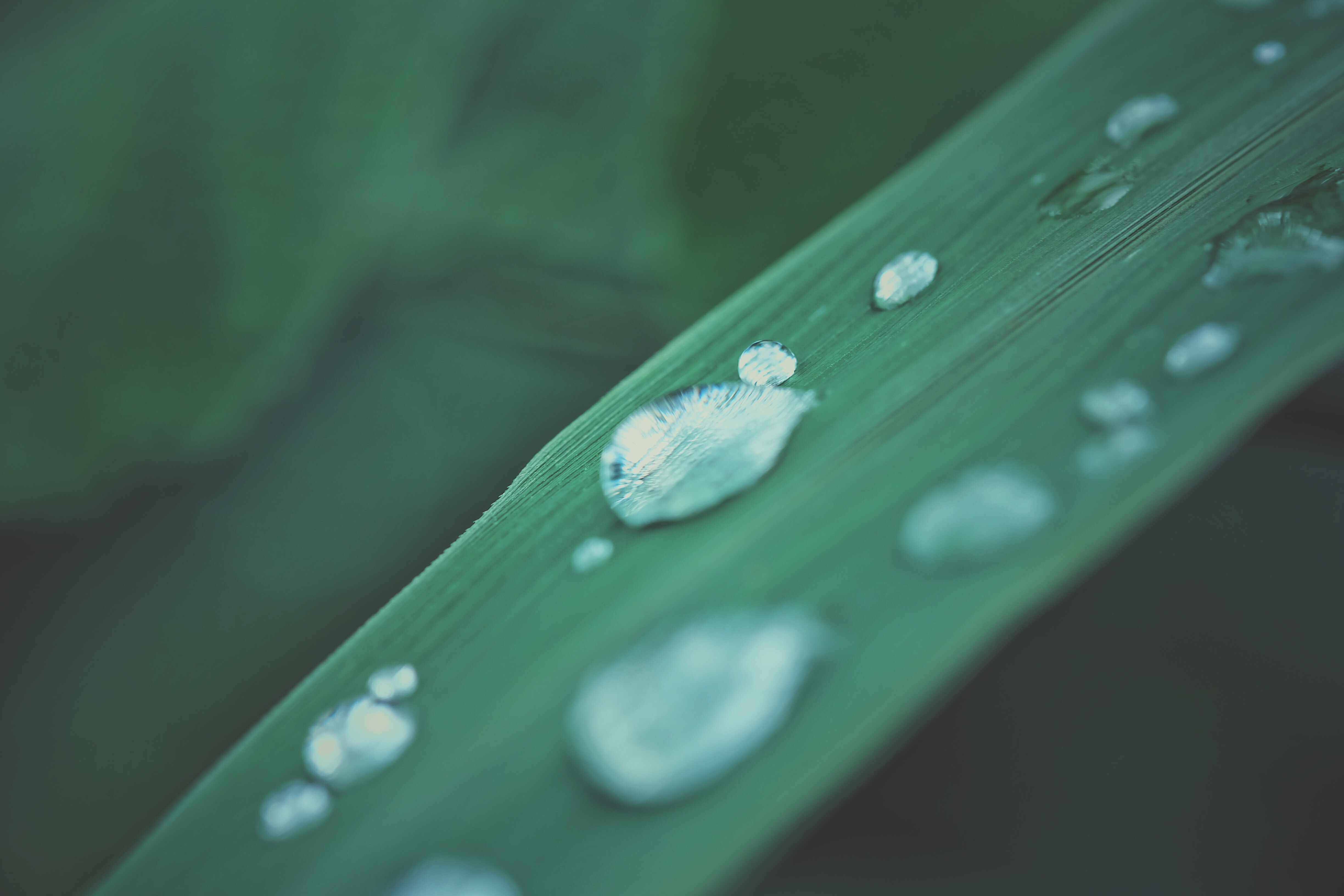 Green Drop Water free image download