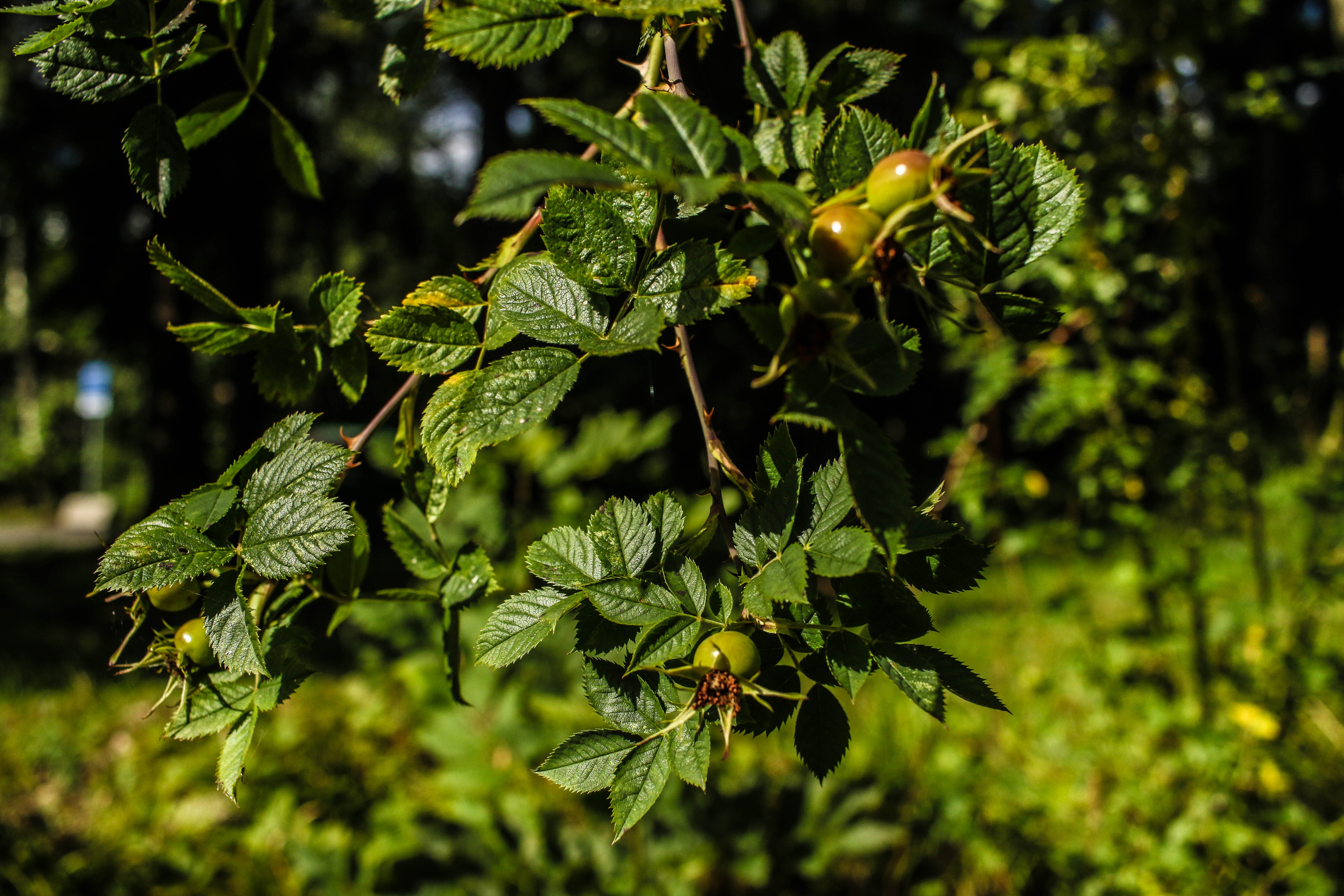 Green Plant Wide Angle free image download