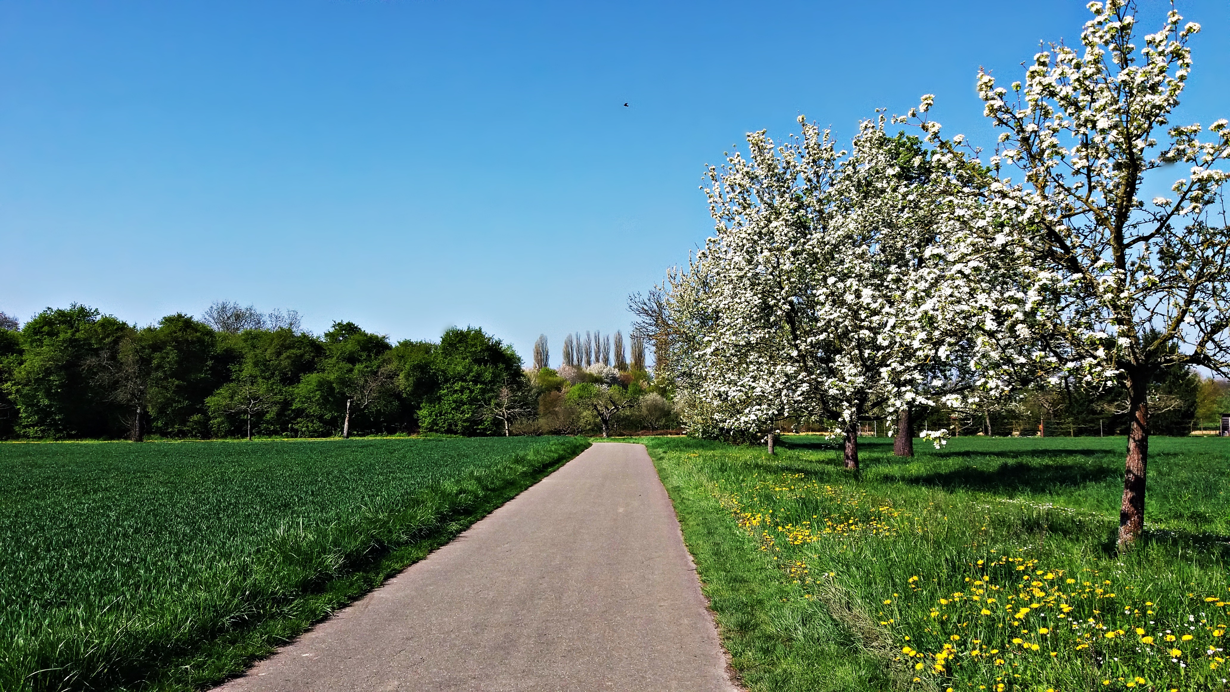 Spring Alley Meadow free image download