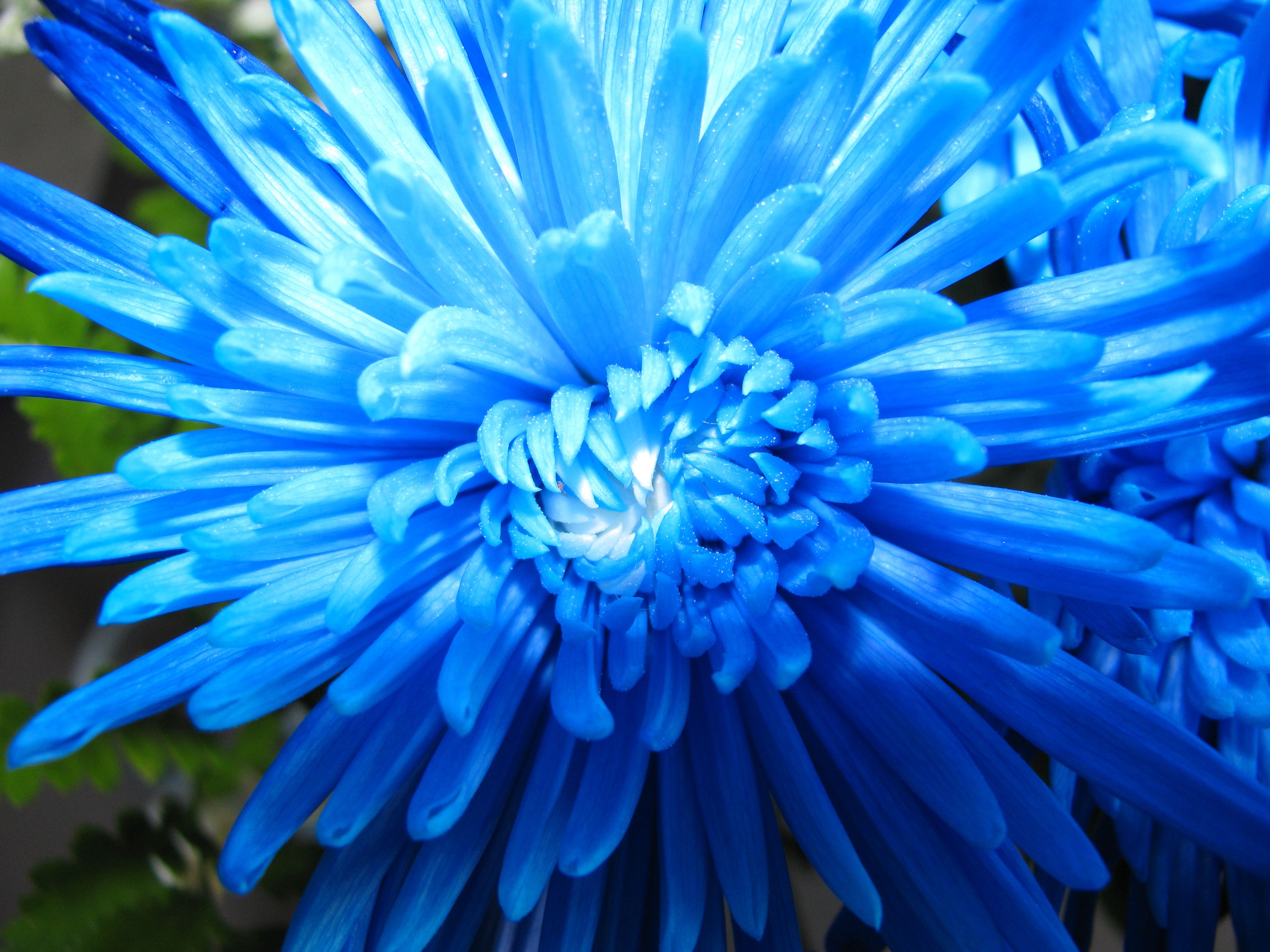 Blue open flower bud free image download