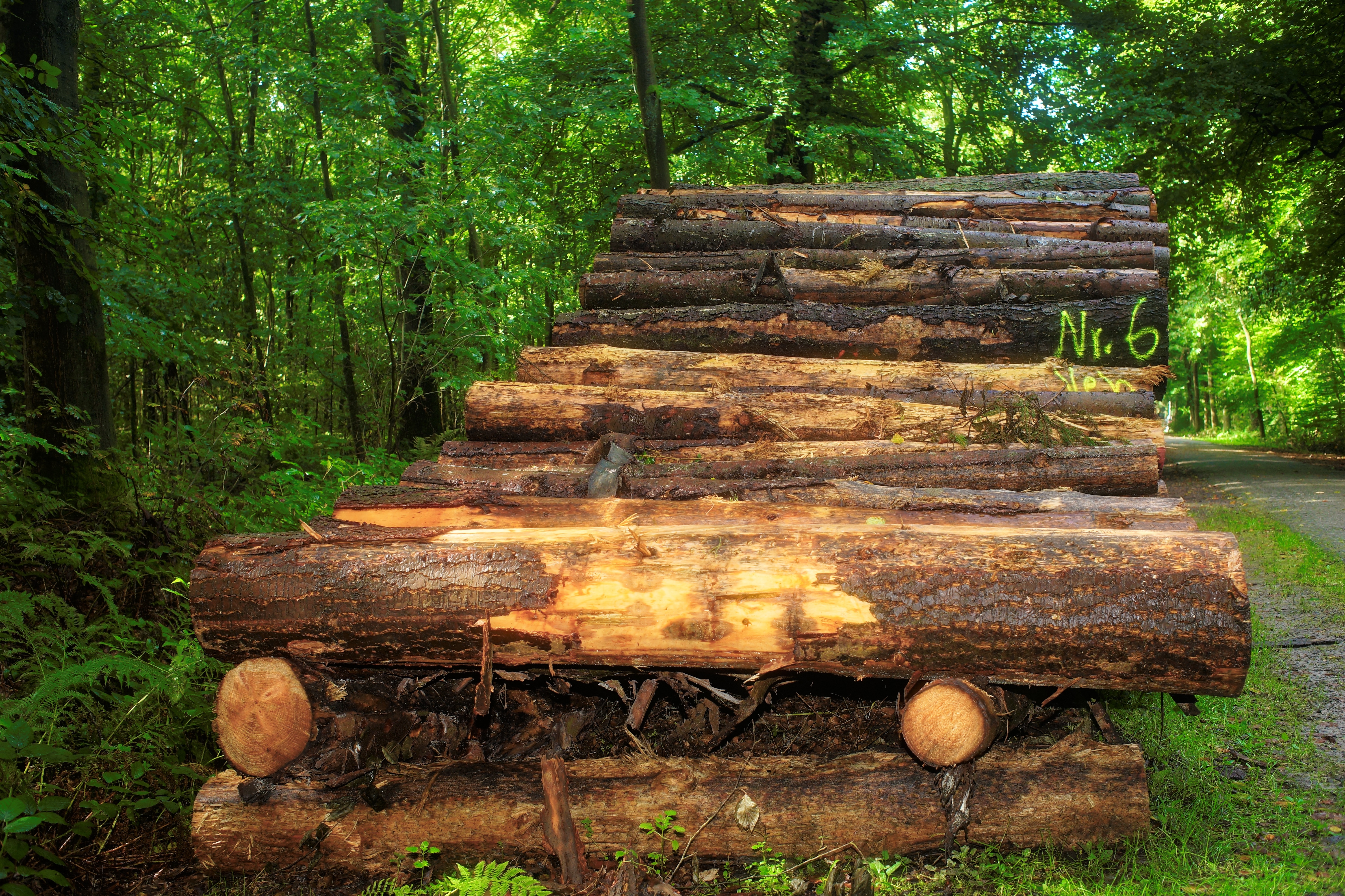 Large logs in the woods free image download