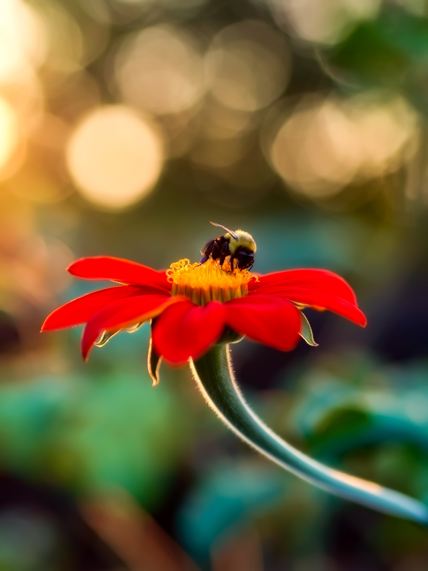 Flower Plant Bloom free image download