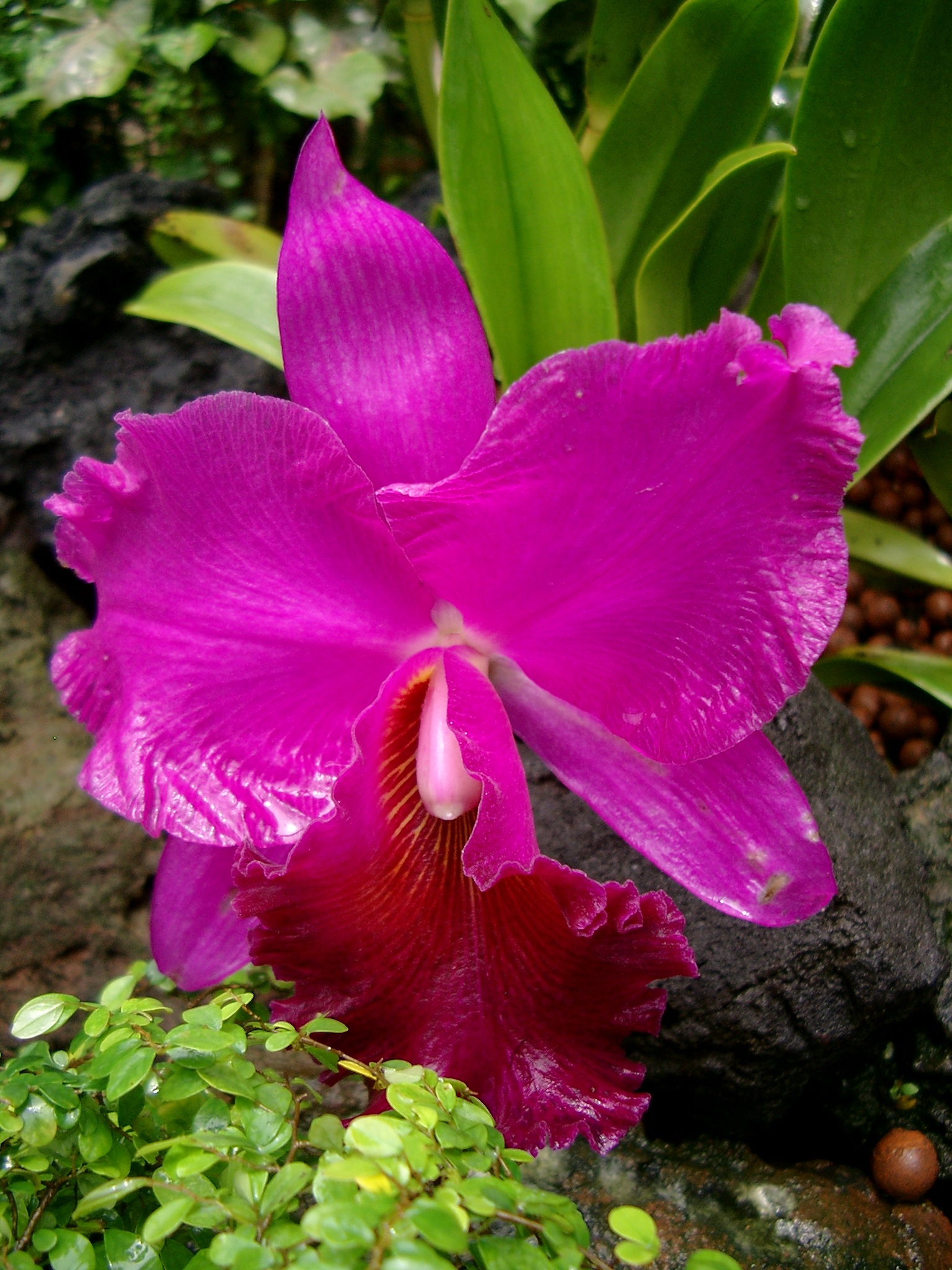 Orchid Flower free image download