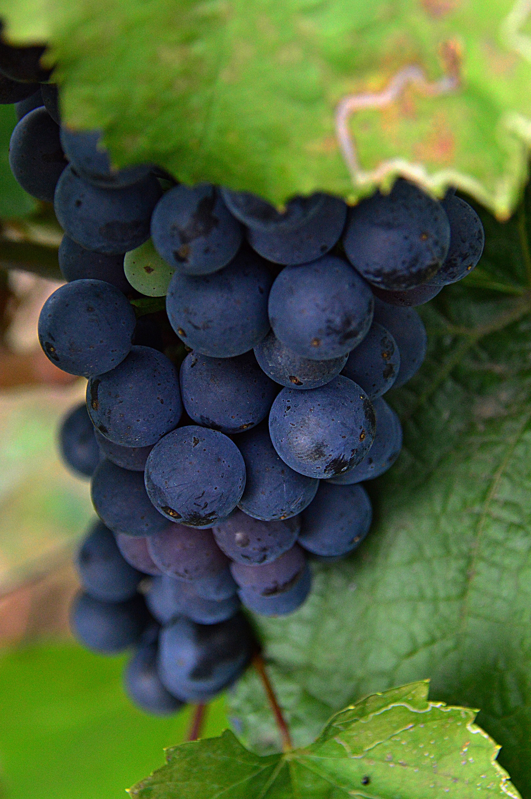 Grape Red Grapes Fruit free image download