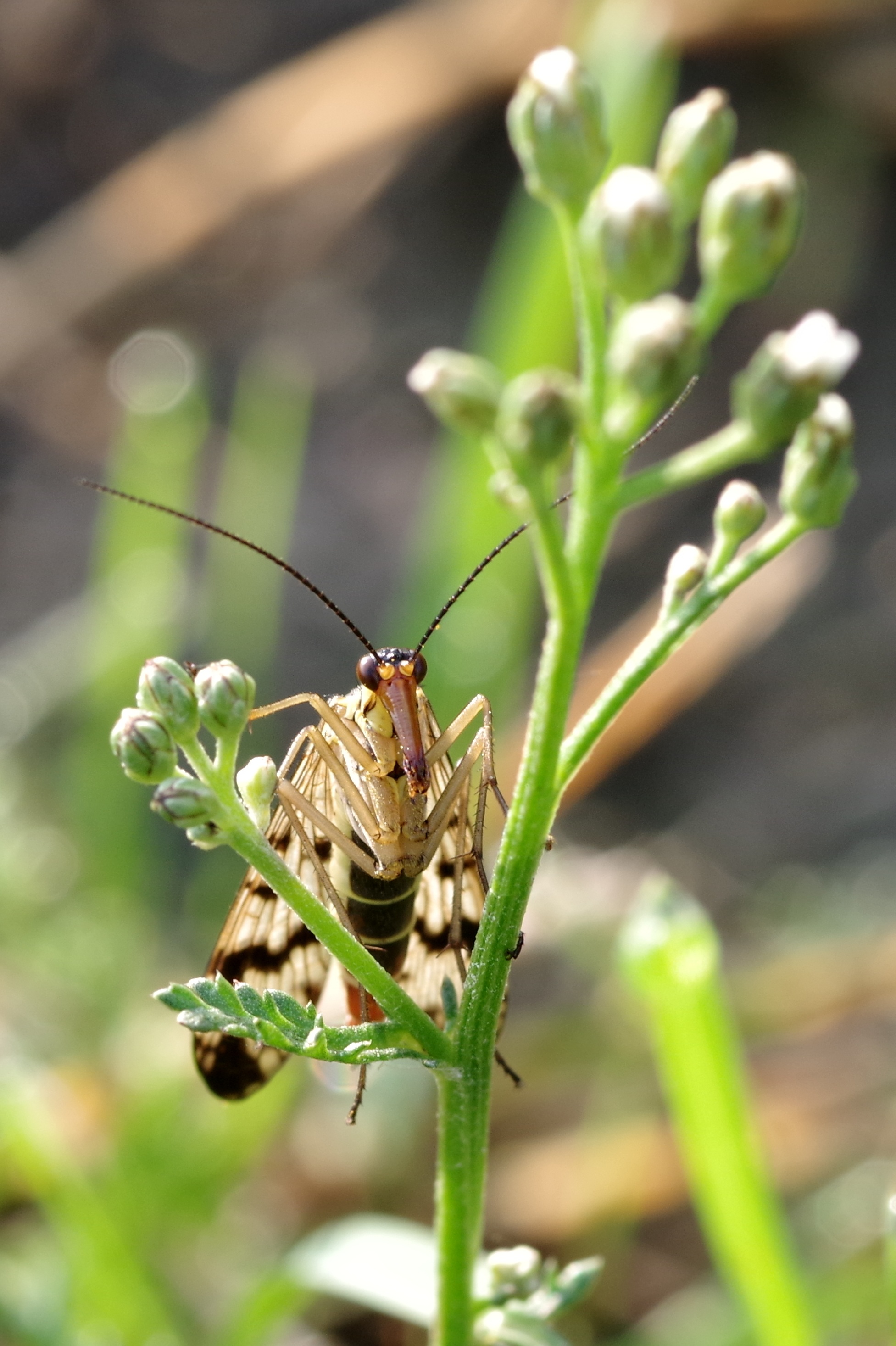 Insect Long Snout A Moth free image download