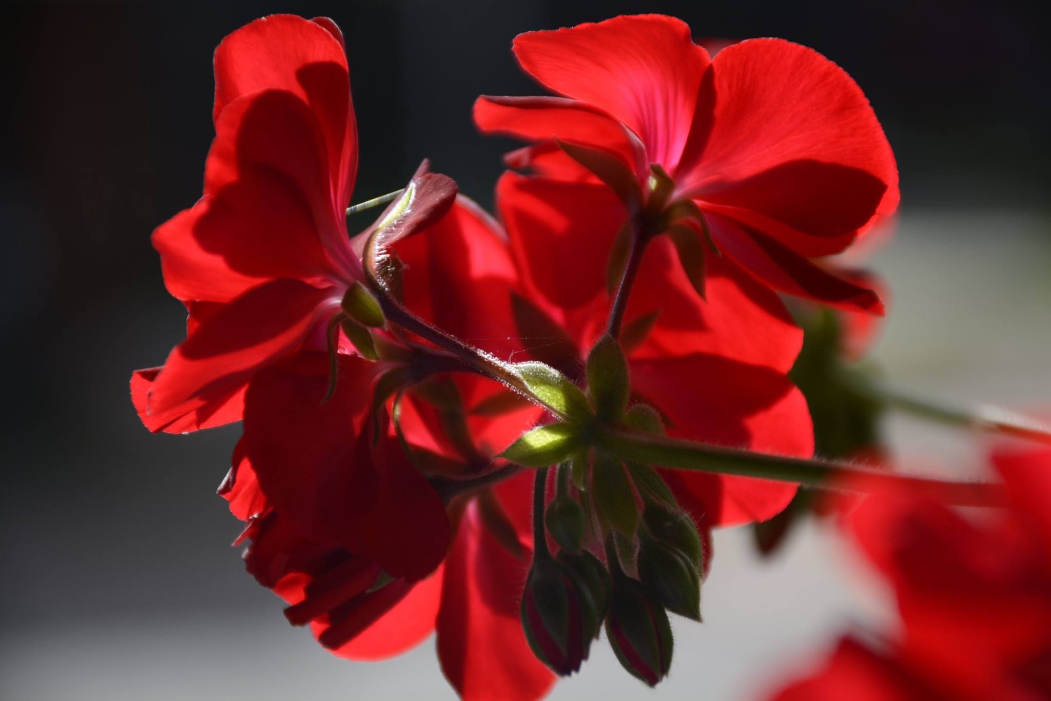 Red Flower free image download