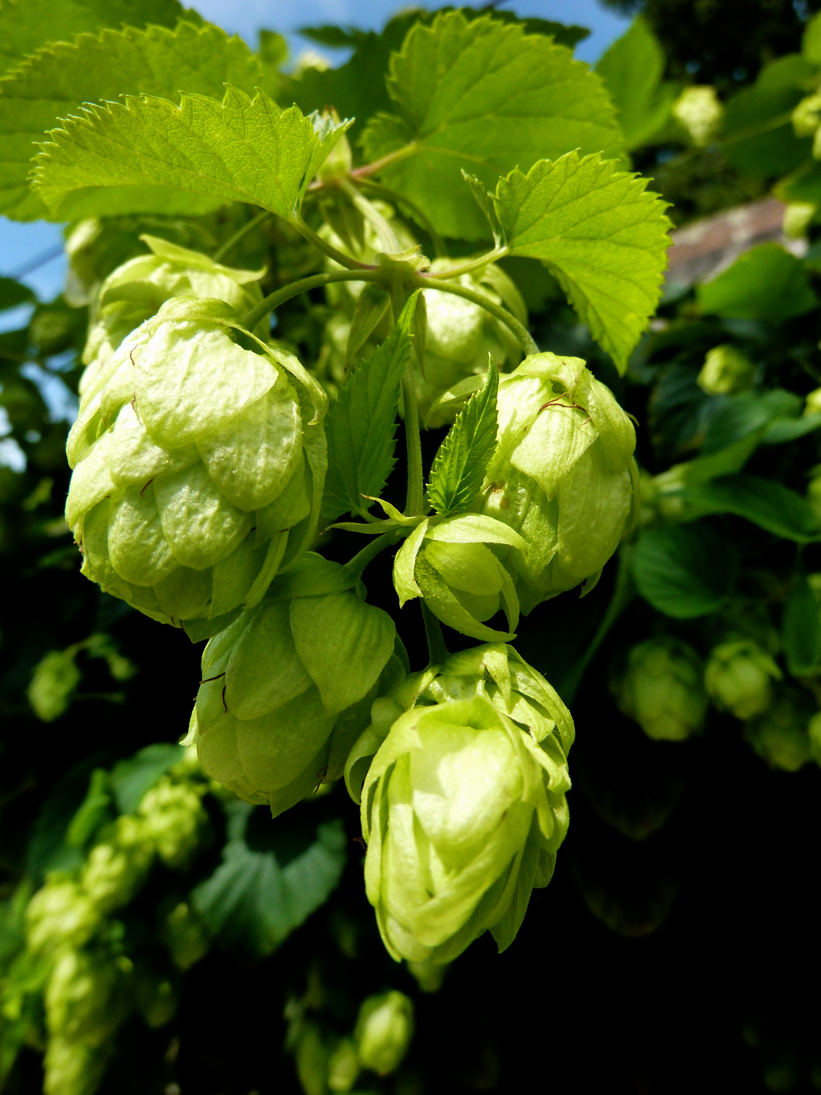 Hops Beer Green free image download